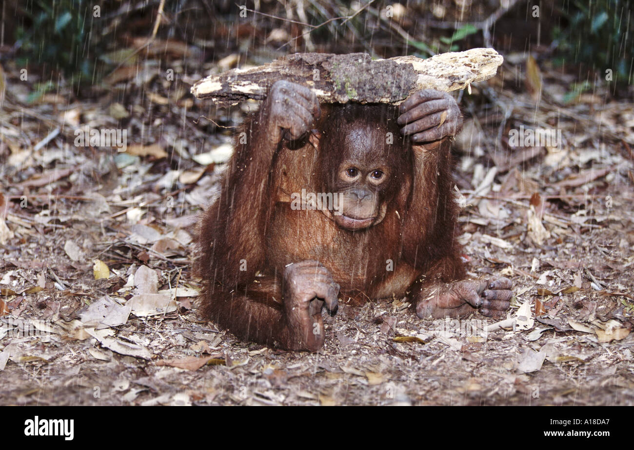 Orangutan rain shelter hi-res stock photography and images - Alamy