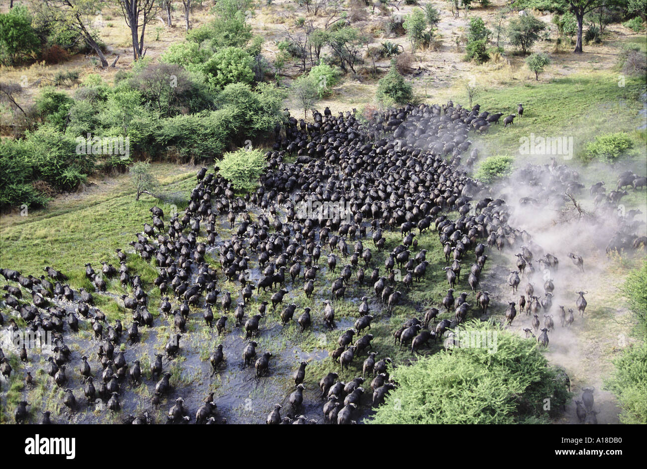Aerial view of buffalo herd Okavango Botswana Stock Photo - Alamy