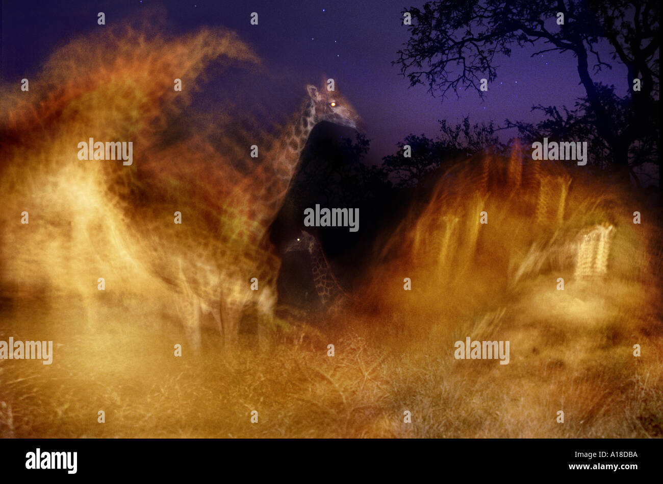 Giraffes at night illuminated by moving spotlight South Africa Stock ...