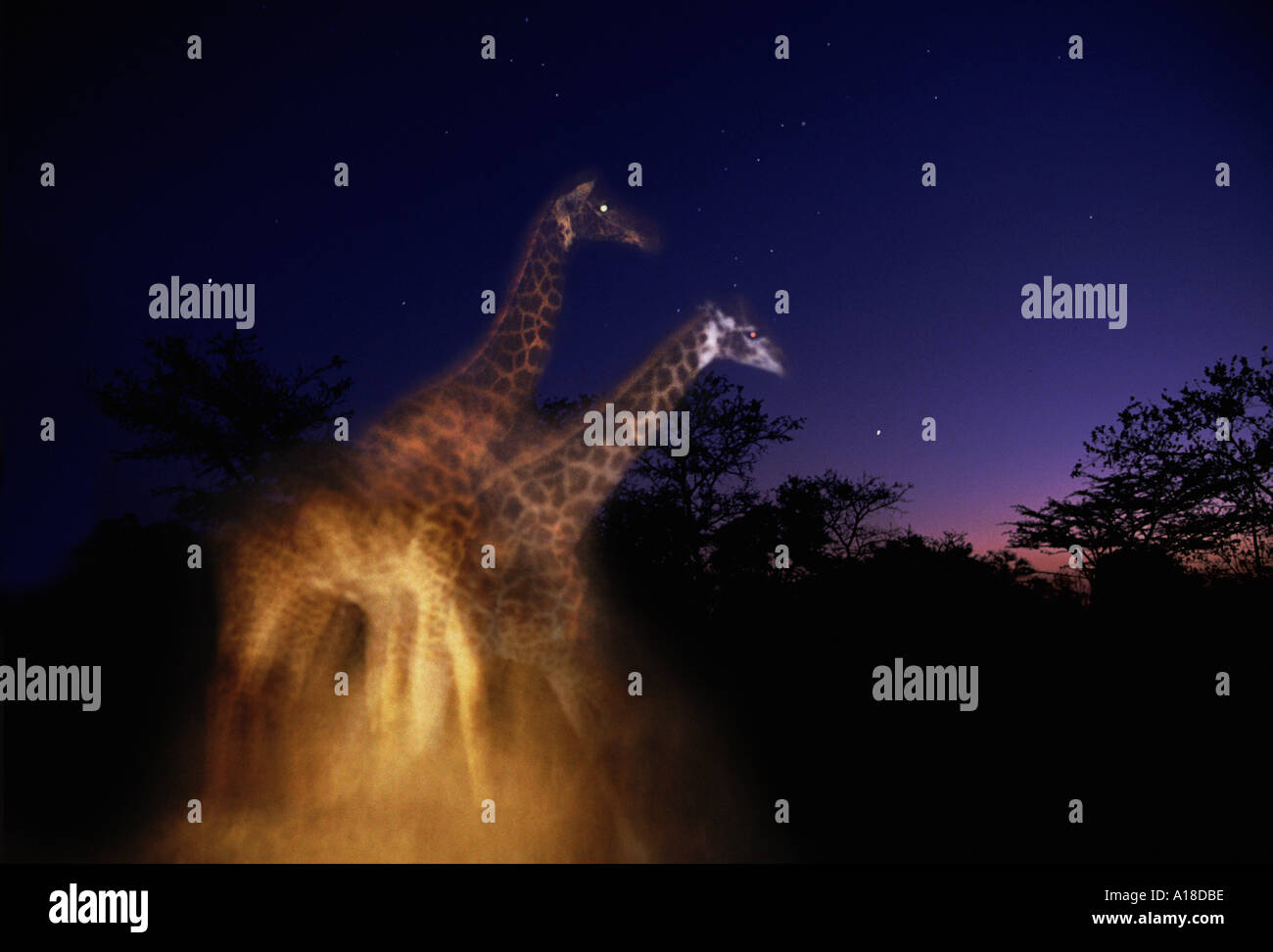 Giraffe dark eyes hi-res stock photography and images - Alamy