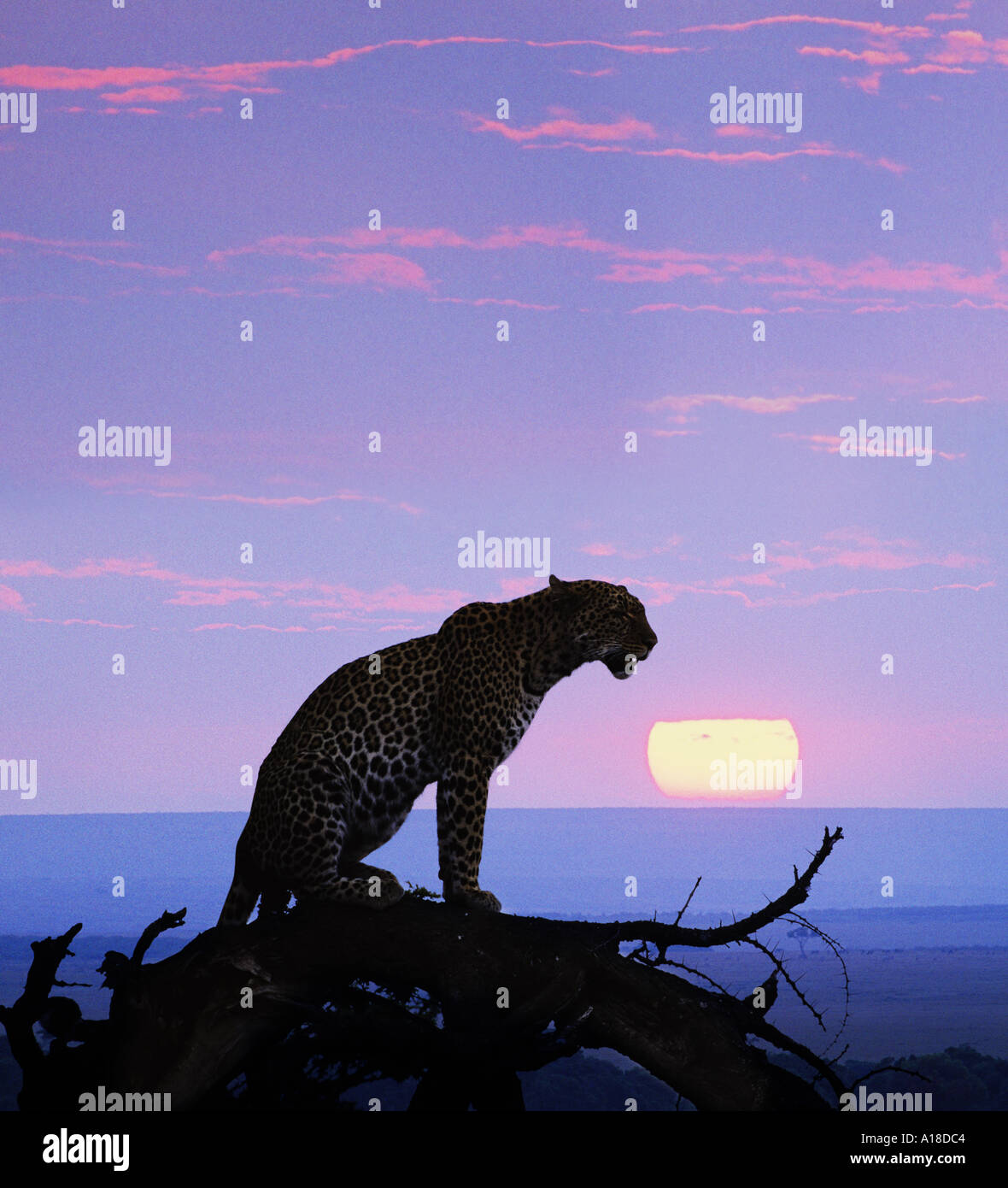 Leopard at sunset Masai Mara Kenya Stock Photo - Alamy