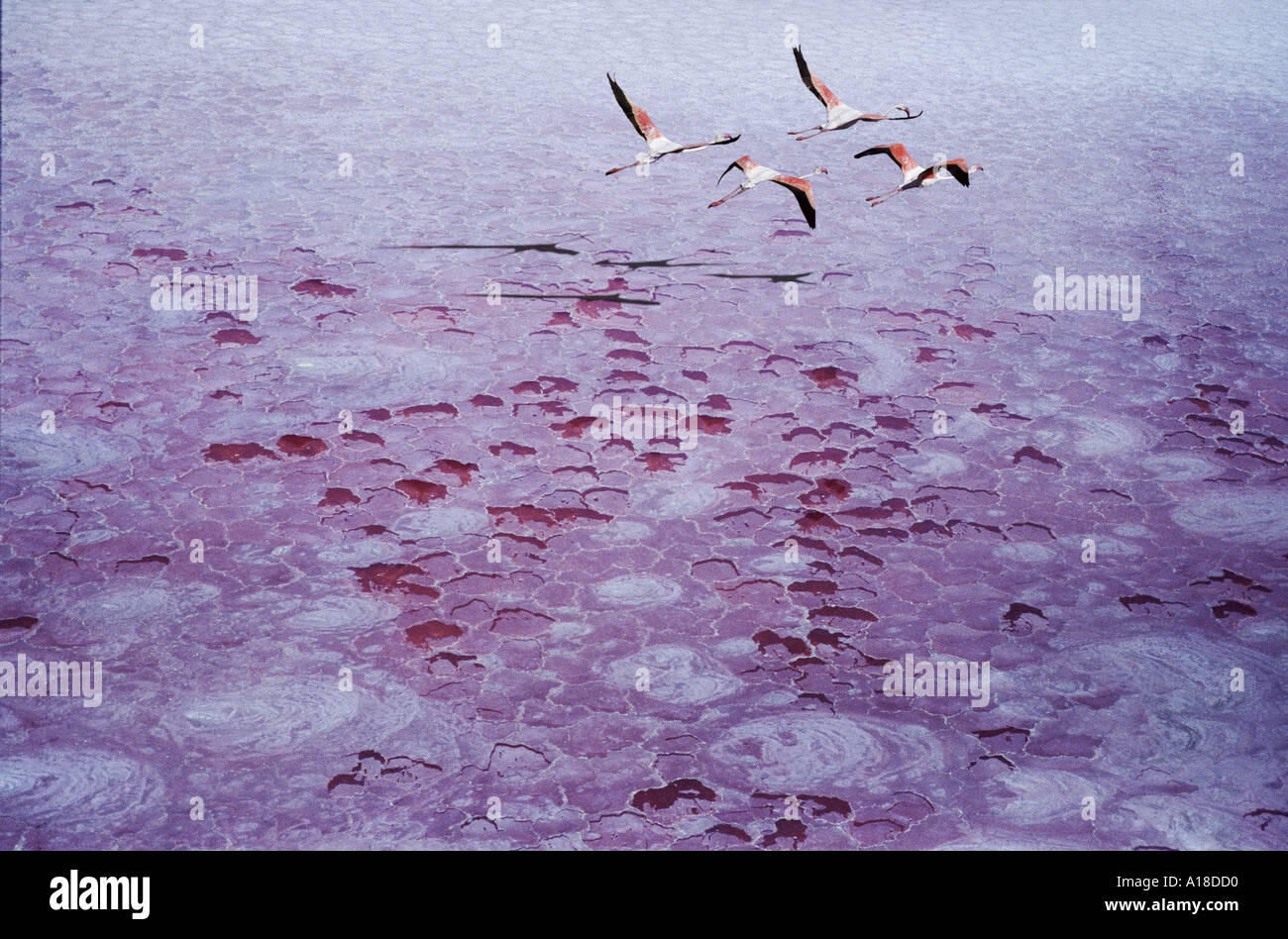 Flamingos flying over soda lake Lake Magadi Kenya Stock Photo - Alamy