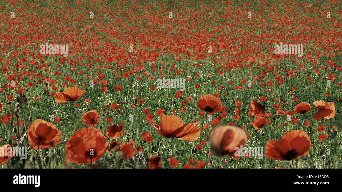 Field of red poppies Kent England Stock Photo - Alamy