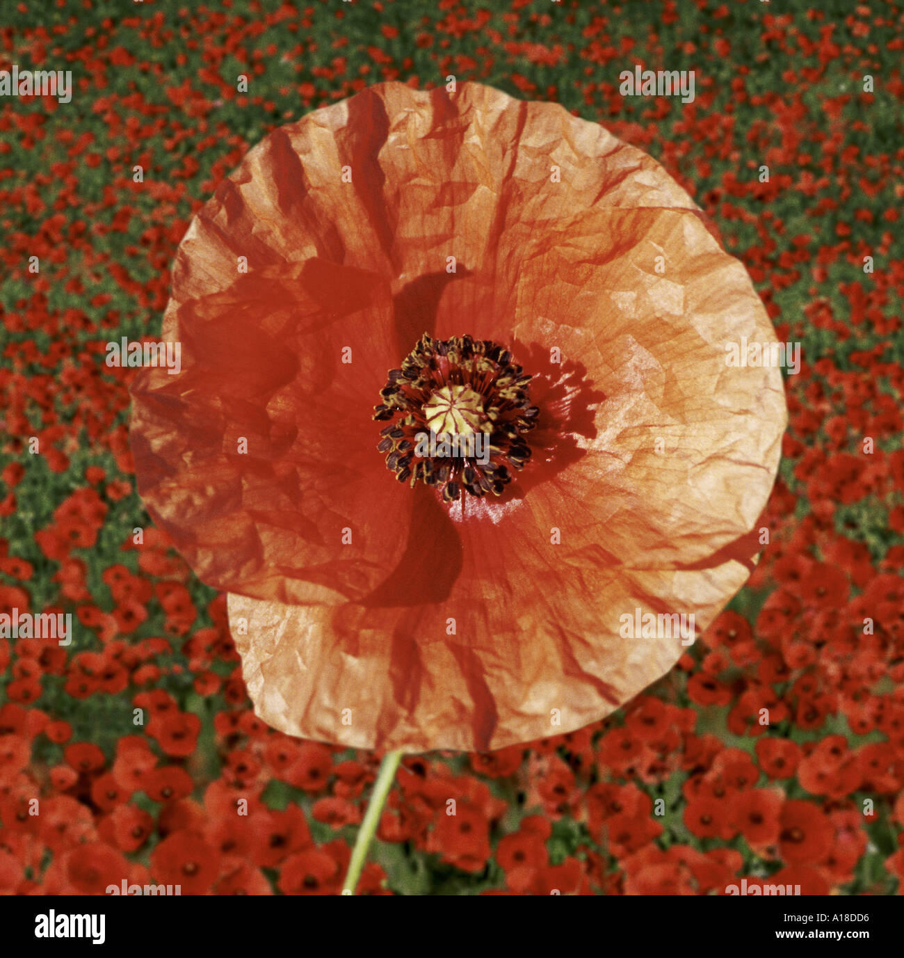 Poppy patterns hi-res stock photography and images - Alamy