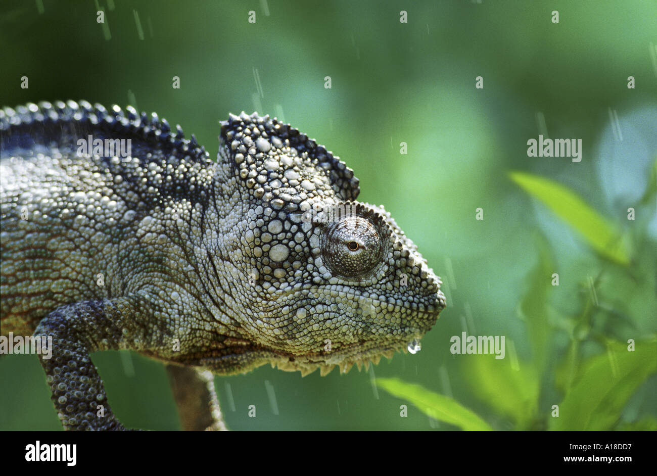 Chameleon in rain Stock Photo - Alamy
