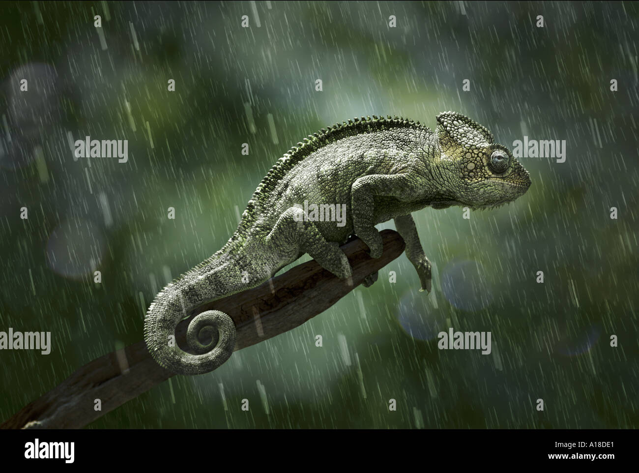 Chameleon in the rain Chamaeleo oustaleti Stock Photo - Alamy