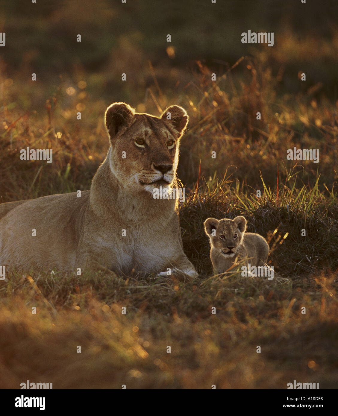 Lioness protecting cub hi-res stock photography and images - Alamy