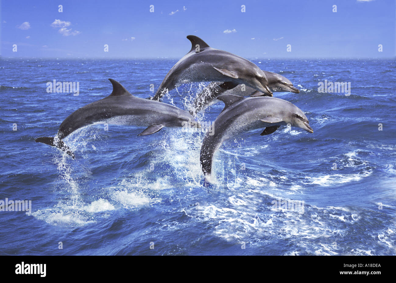 Bottlenose dolphins South Africa Stock Photo - Alamy