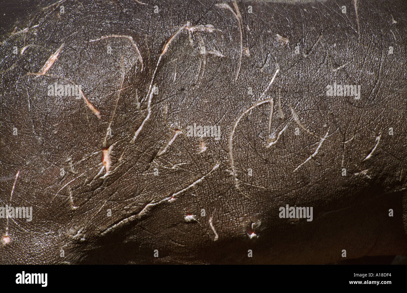 Hippopotamus amphibius hide hi-res stock photography and images - Alamy