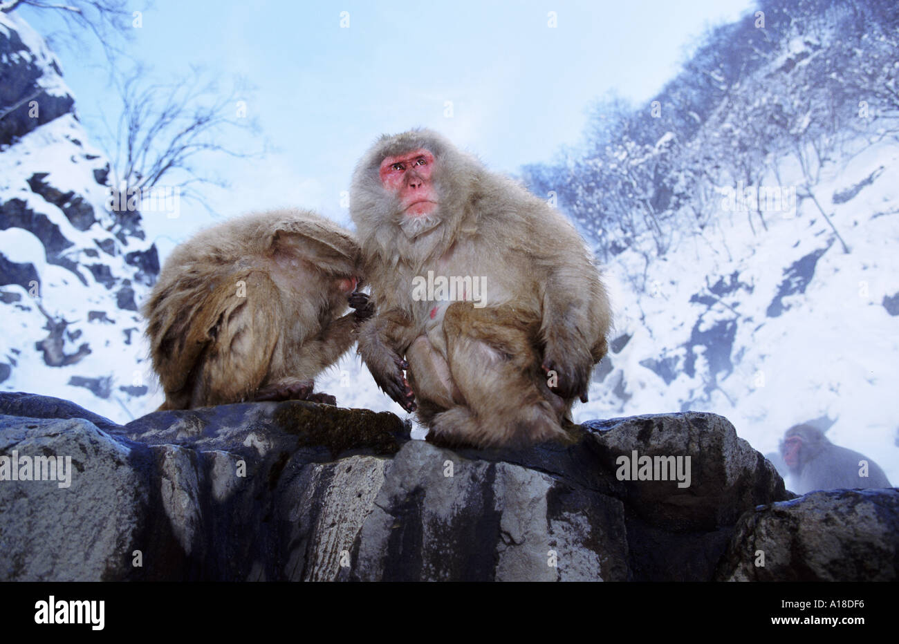 Snow monkeys Japan Stock Photo - Alamy
