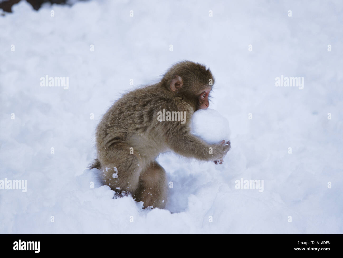 Snow monkey with snowball Japan Stock Photo - Alamy