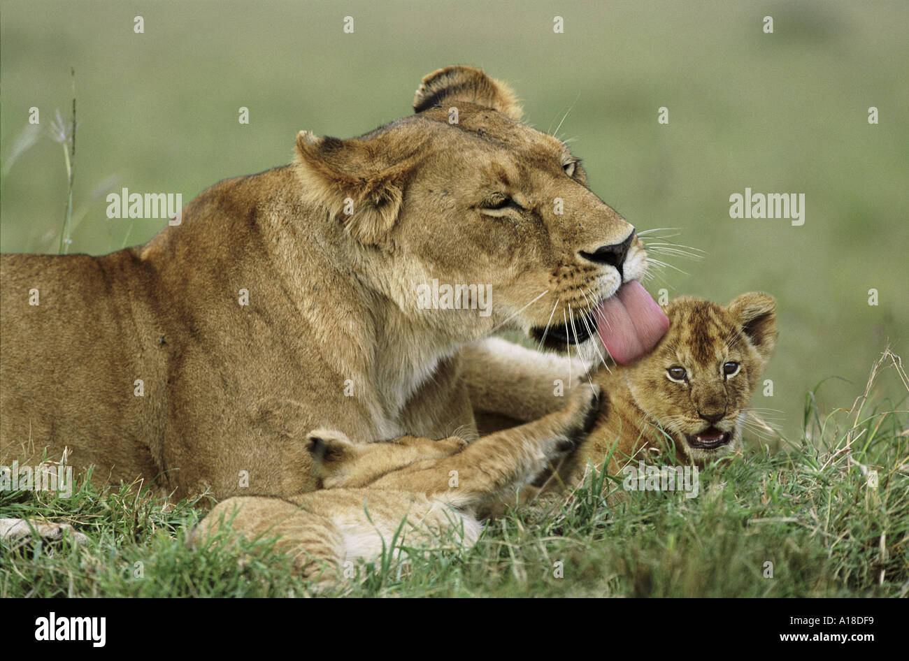 Lioness grooming cub panthera leo hi-res stock photography and images ...