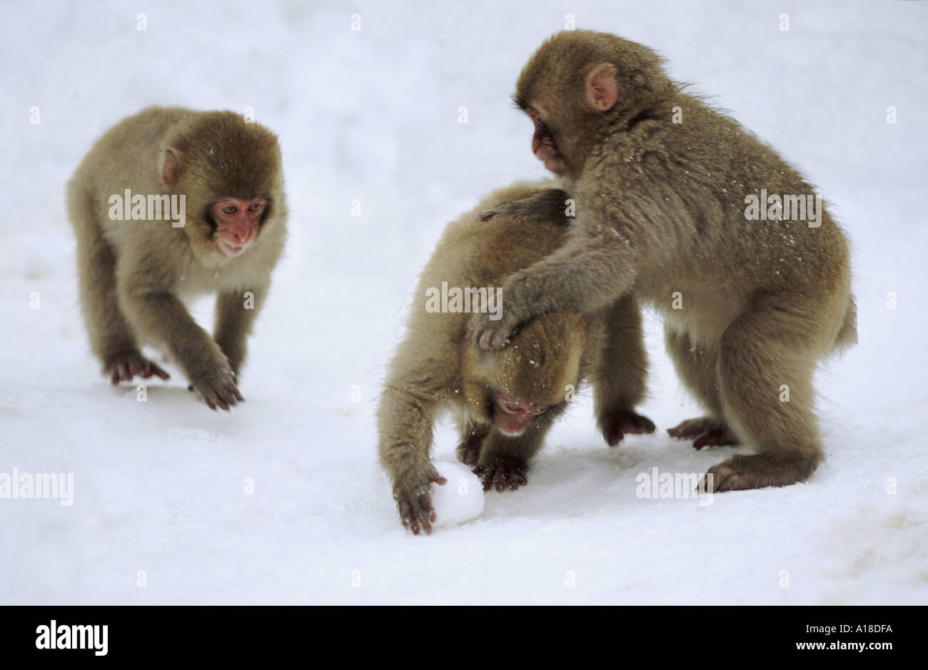 Japanese macaques snowball monkeys hi-res stock photography and images ...