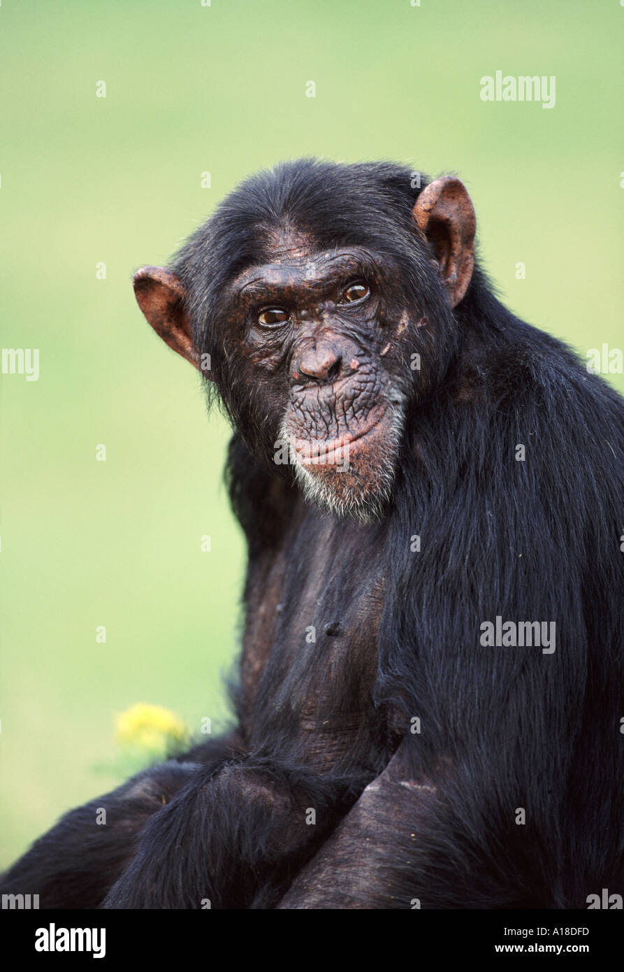Chimpanzee portraits hi-res stock photography and images - Alamy