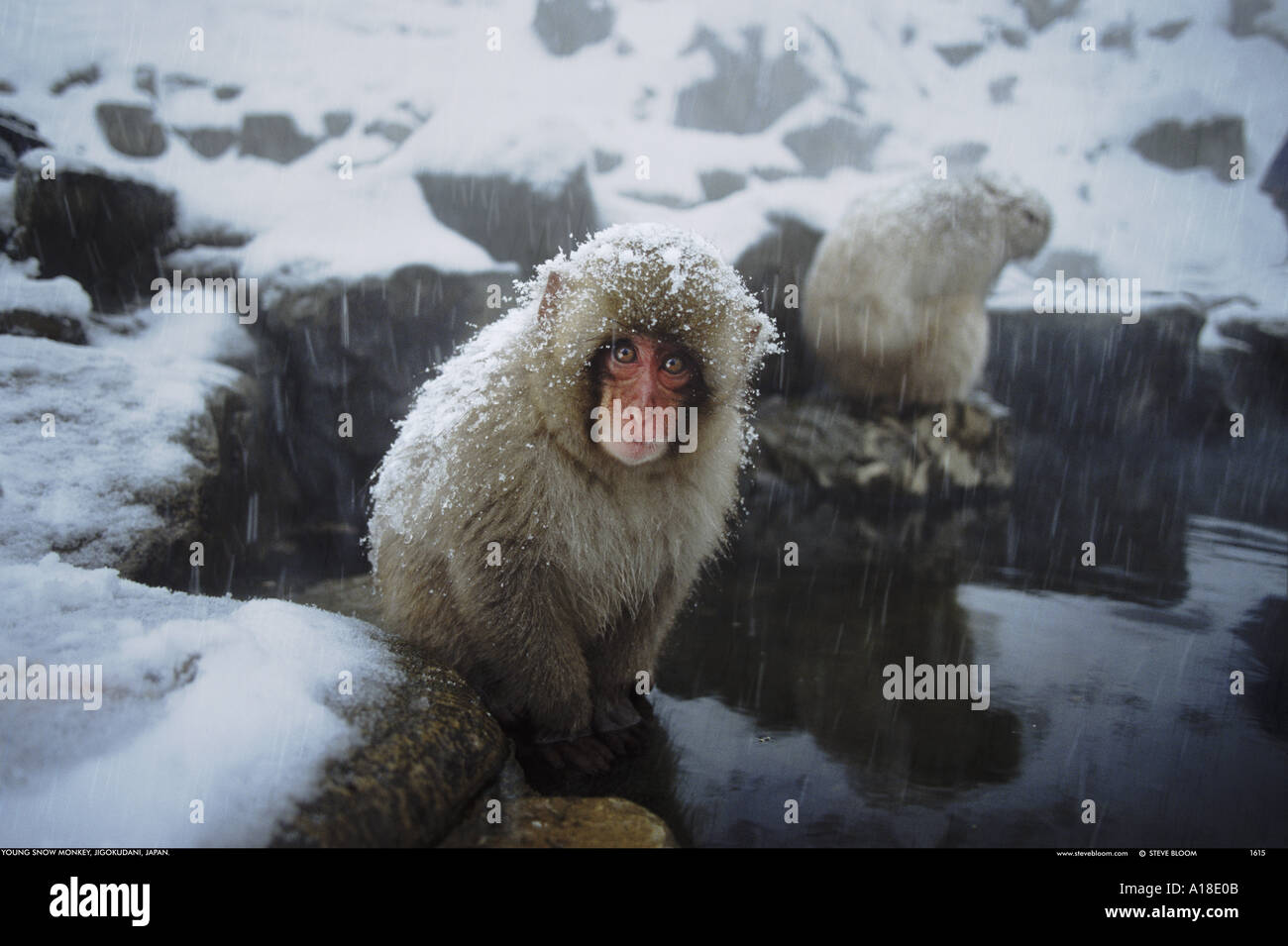 Snow monkey jigokudani national park hi-res stock photography and ...