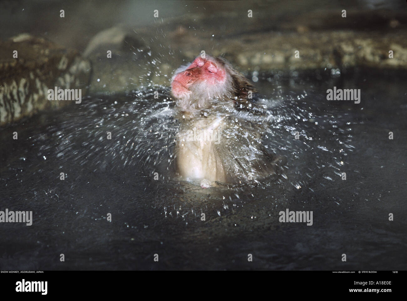 Shaking off water hi-res stock photography and images - Alamy