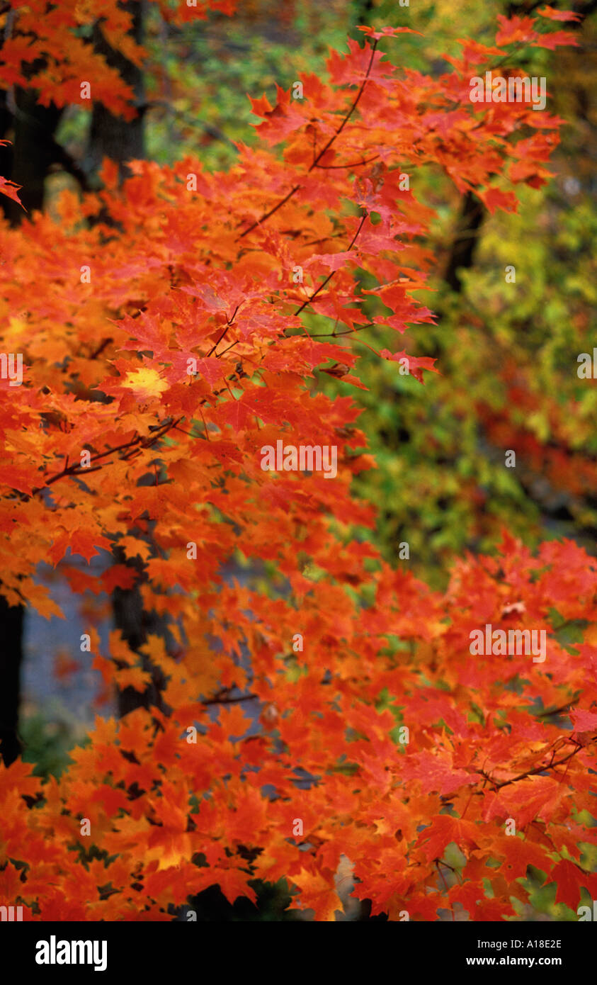 Fall in New England USA red maple Stock Photo - Alamy