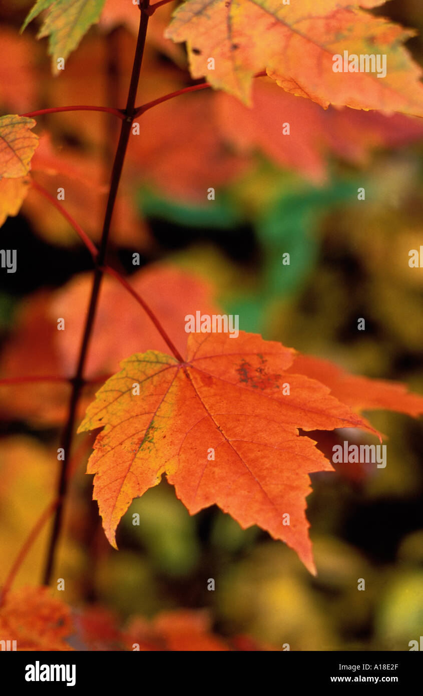 Fall in New England USA red leaf Stock Photo - Alamy