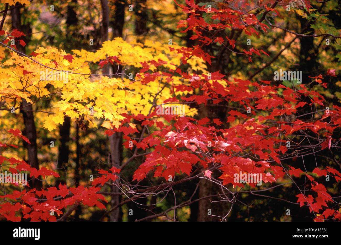 Fall in New England USA red and yellow trees Stock Photo - Alamy