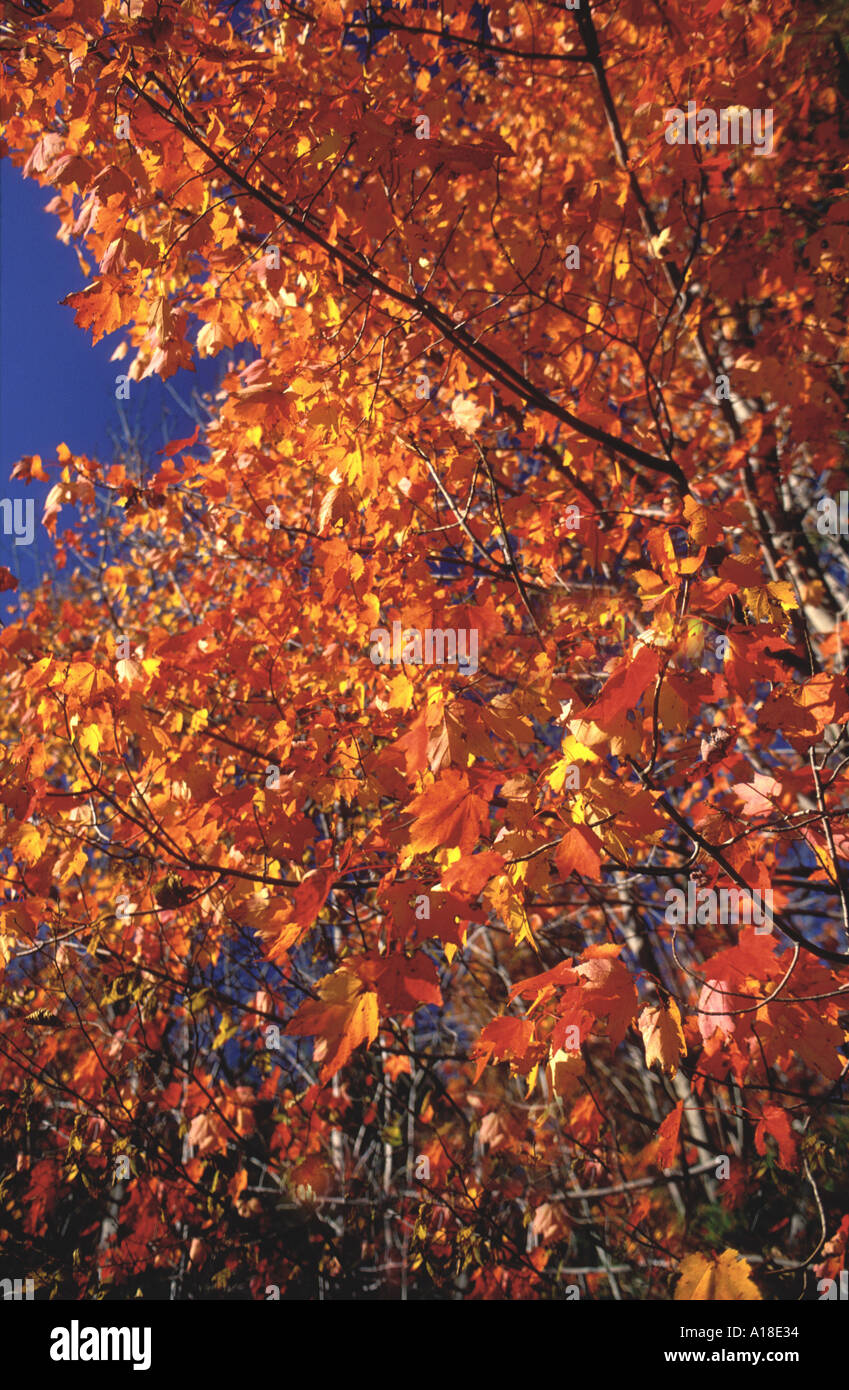 Fall in New England USA red trees Stock Photo - Alamy
