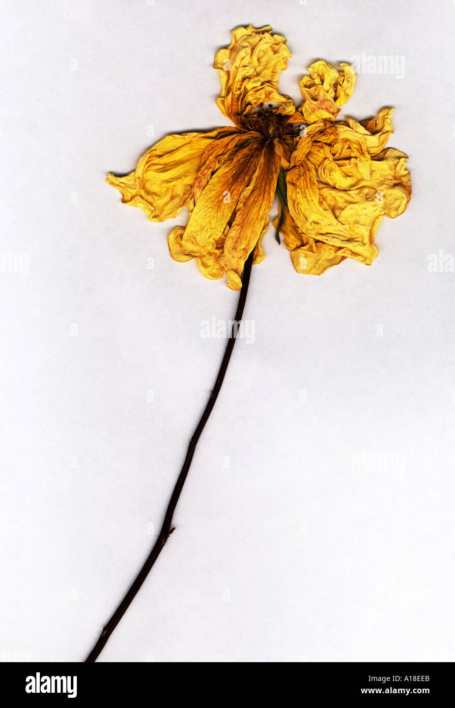 Withered rose blossom hi-res stock photography and images - Alamy