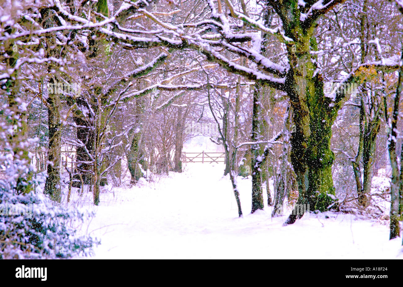 Snowy Lane Scotland Stock Photo - Alamy