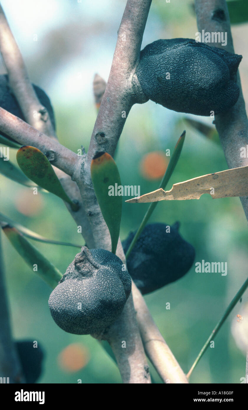 hakea (Hakea hookeriana), twig with fruits Stock Photo - Alamy
