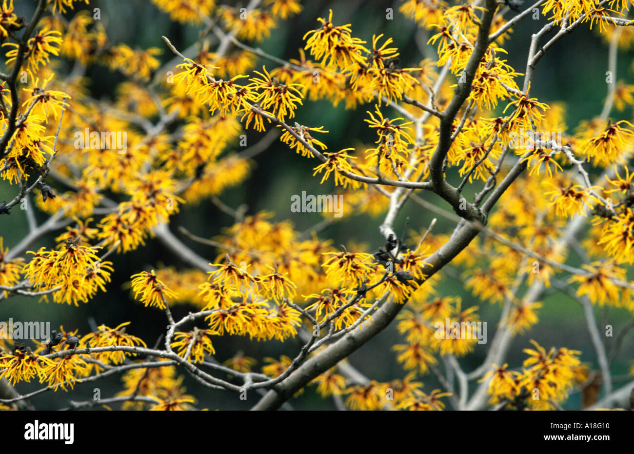 Chinese witch hazel 'Orange' (Hamamelis mollis 'Orange'), blooming twig ...