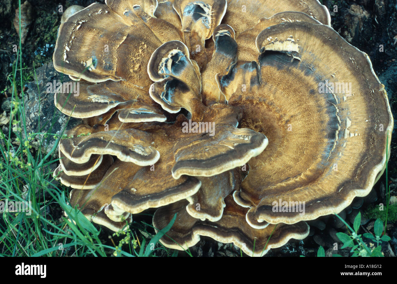 giant polypore (Meripilus giganteus Stock Photo - Alamy