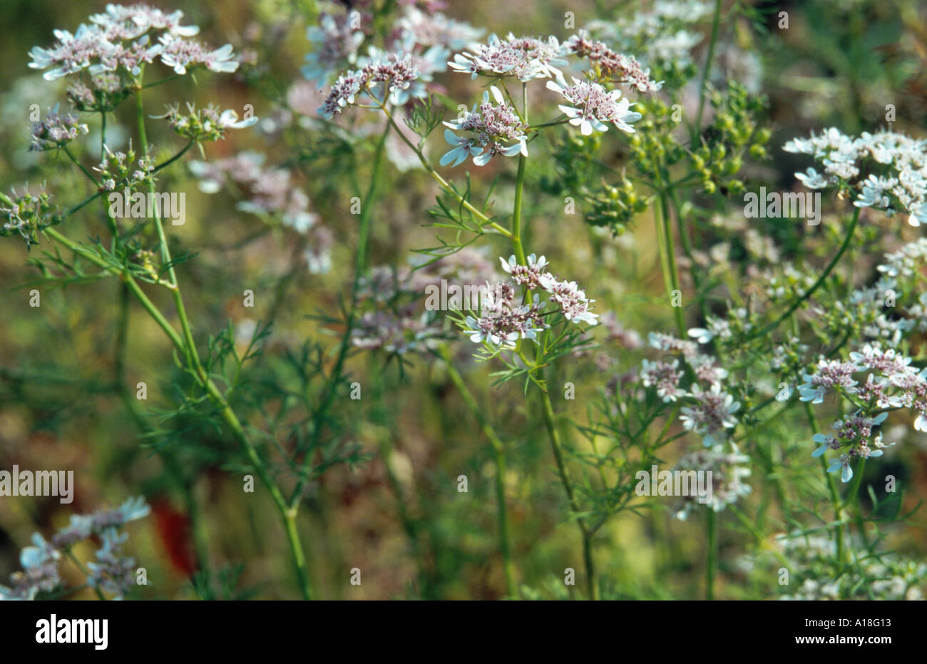 coriander (Coriandrum sativum), inflorescence Stock Photo - Alamy