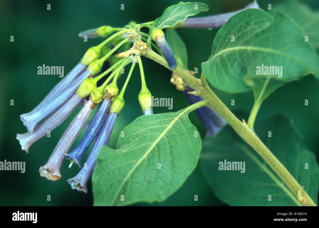 violet churur (Iochroma cyaneum), inflorescence Stock Photo - Alamy