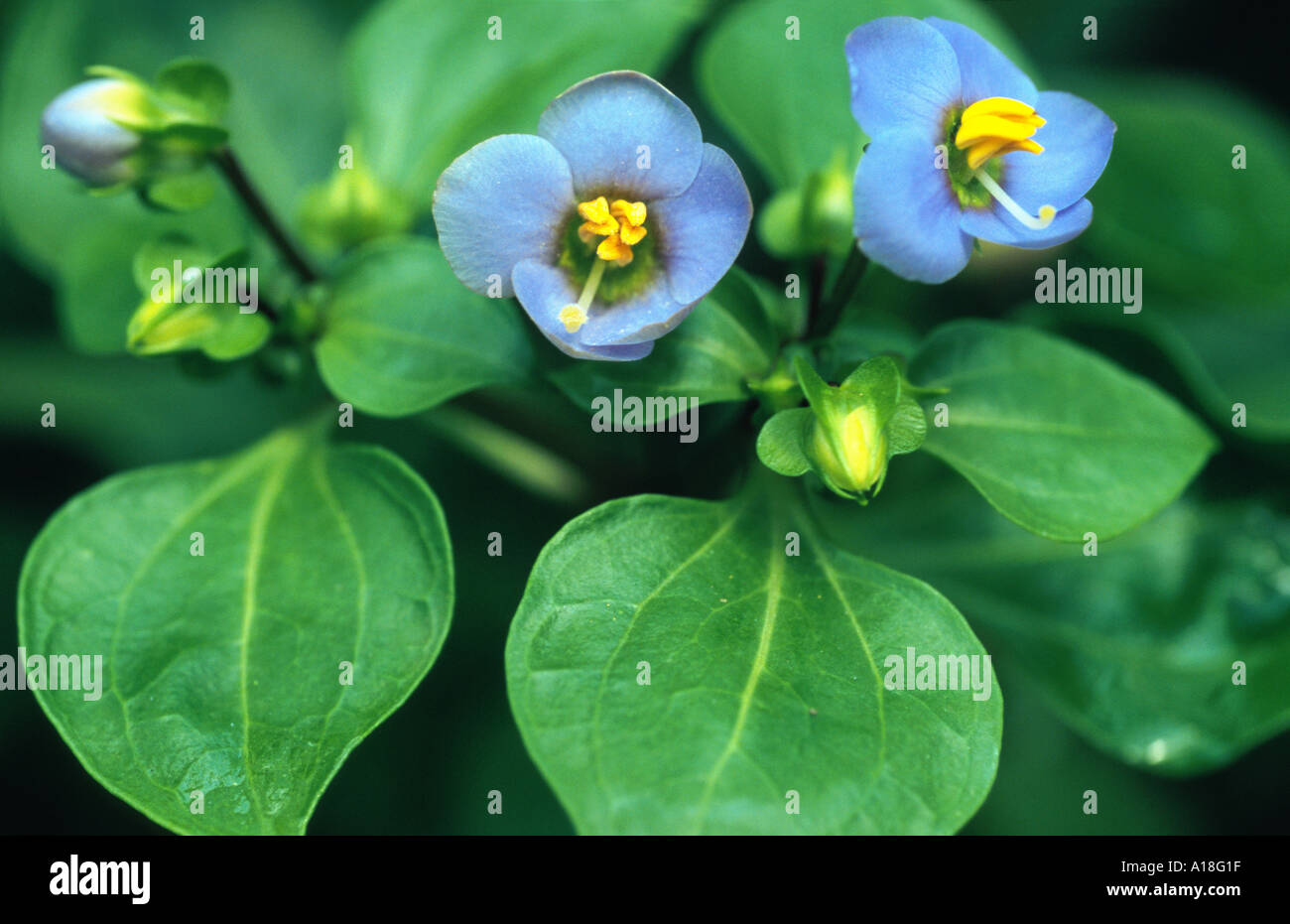 Persian violet exacum affine hi-res stock photography and images - Alamy
