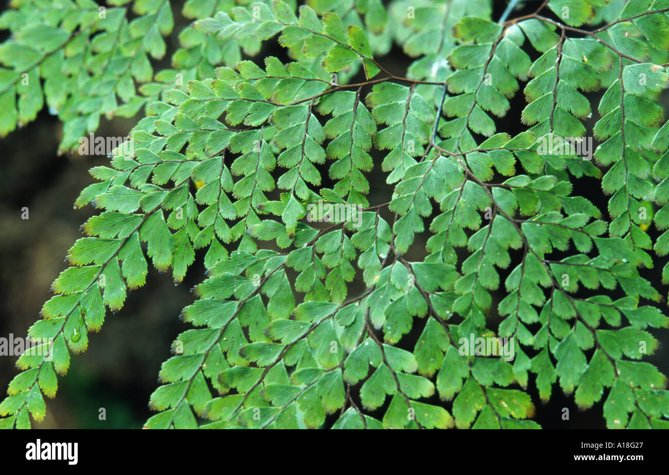 Adiantum formosum hi-res stock photography and images - Alamy