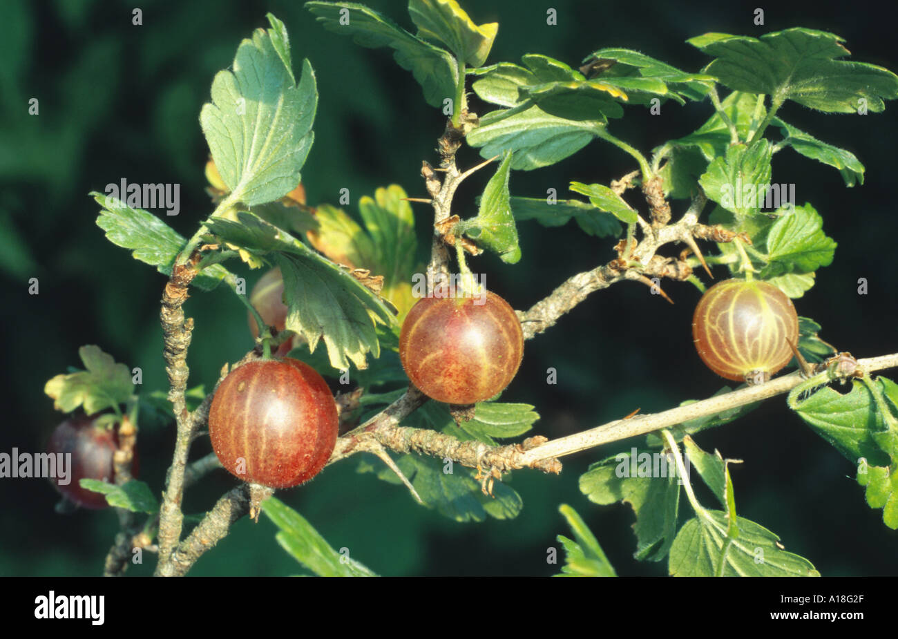 wild gooseberry, European gooseberry (Ribes uva-crispa Stock Photo - Alamy