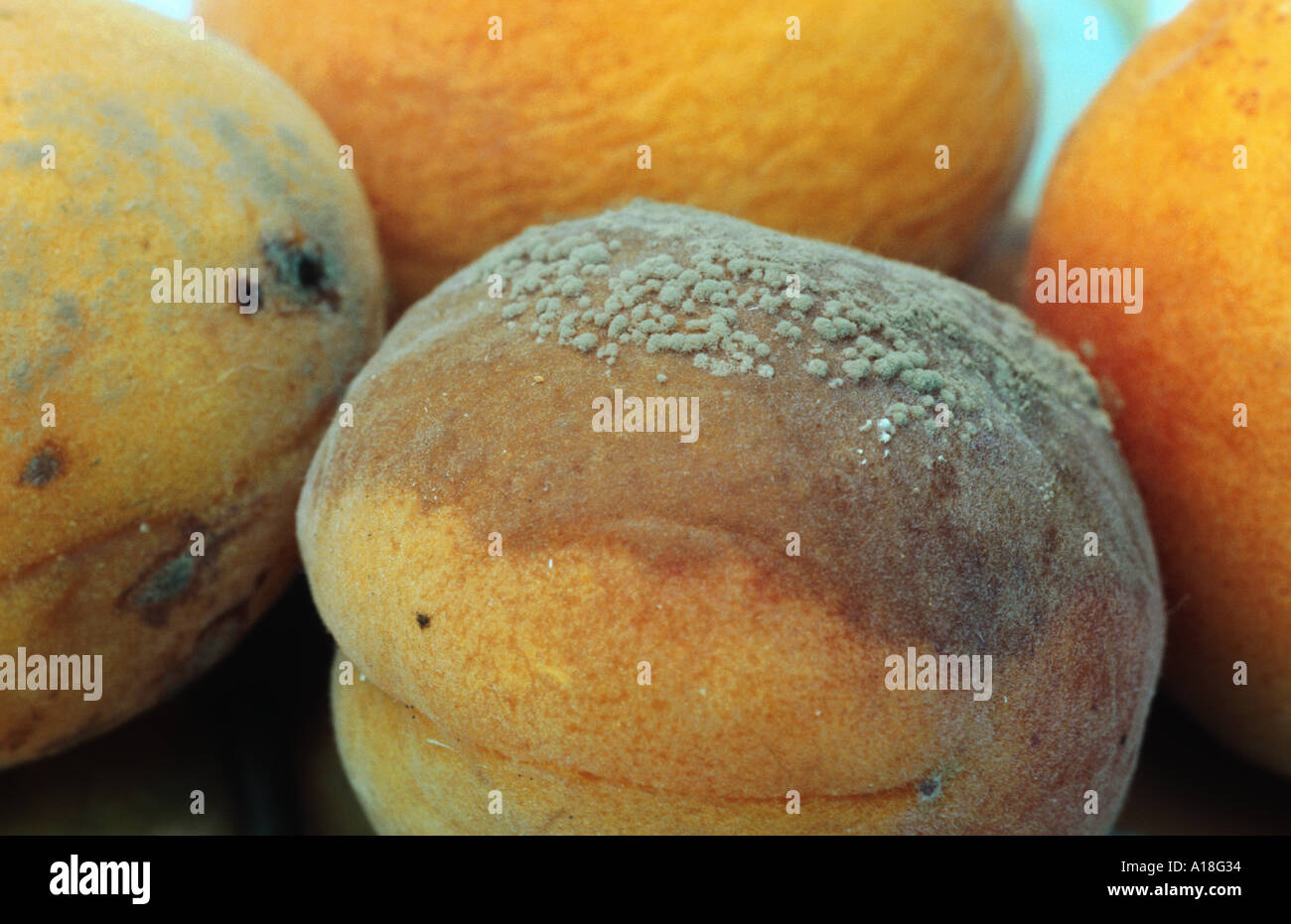 brown rot (Monilinia laxa), at apricot (Prunus armeniaca Stock Photo ...