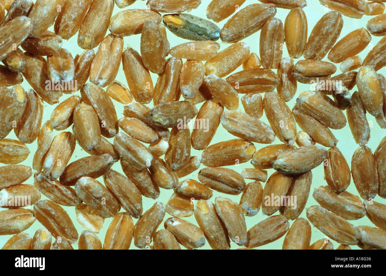 spelt wheat (Triticum spelta), grains Stock Photo - Alamy