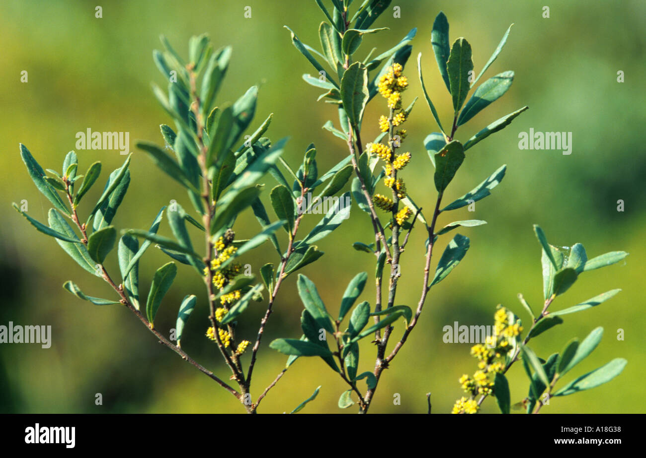 bog myrtle, sweet gale, sweet bayberry (Myrica gale), blooming Stock ... bog myrtle, sweet gale, sweet bayberry (Myrica gale), blooming Stock ...