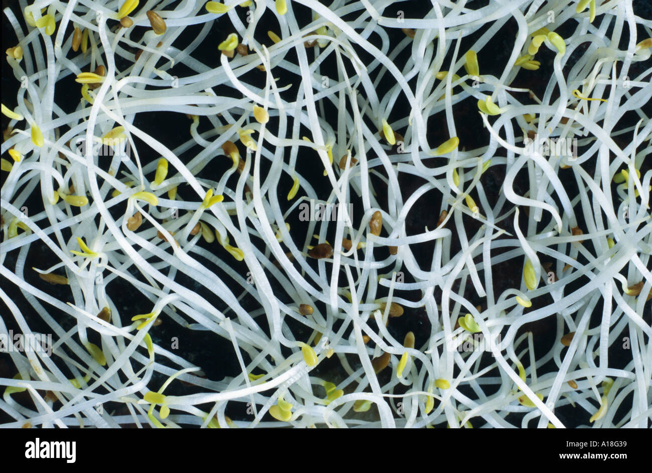 Alfalfa Germs High Resolution Stock Photography and Images - Alamy