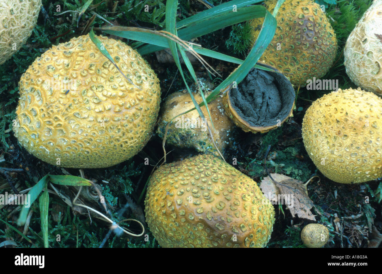 common earthball (Scleroderma citrinum), at forest ground Stock Photo ...