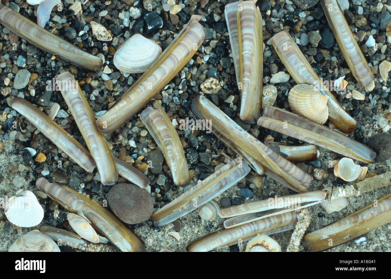 Atlantic jackknife clams hi-res stock photography and images - Alamy