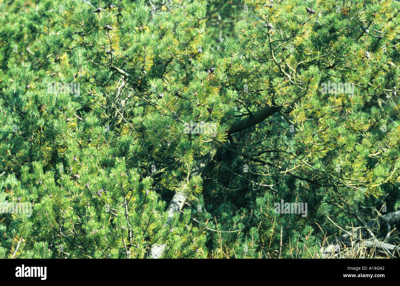 mountain pine, mugo pine (Pinus mugo Stock Photo - Alamy