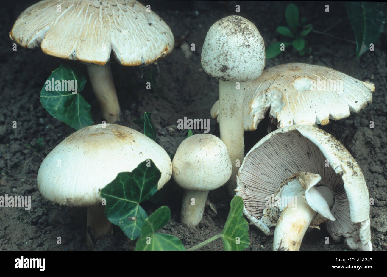 yellow stainer (Agaricus xanthoderma Stock Photo - Alamy