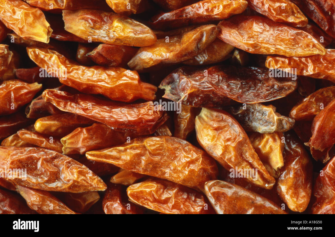 chili (Capsicum frutescens), dried chili pods Stock Photo - Alamy
