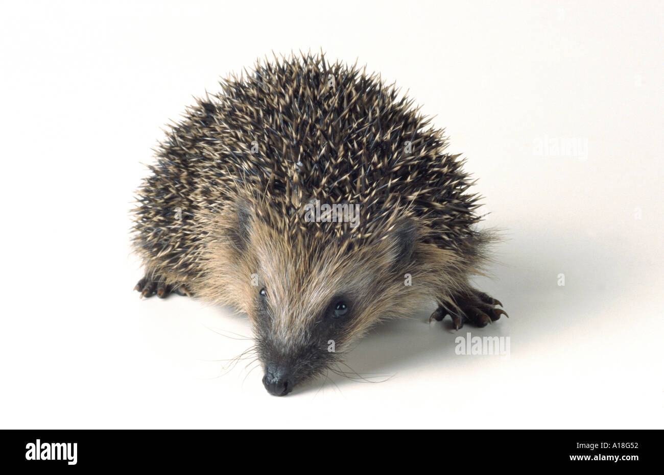 western hedgehog, European hedgehog (Erinaceus europaeus), young ...