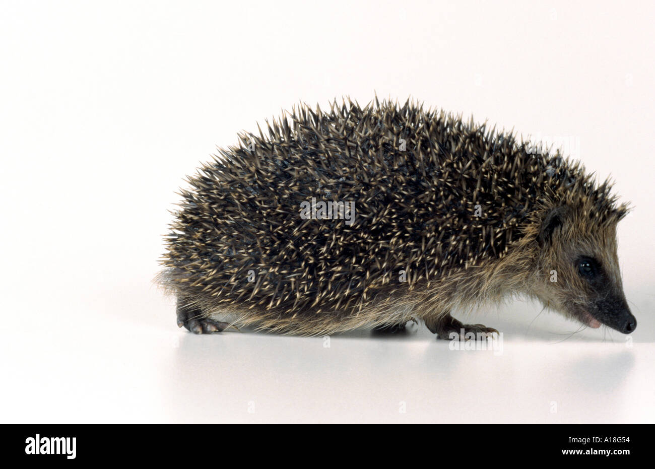 western hedgehog, European hedgehog (Erinaceus europaeus Stock Photo ...