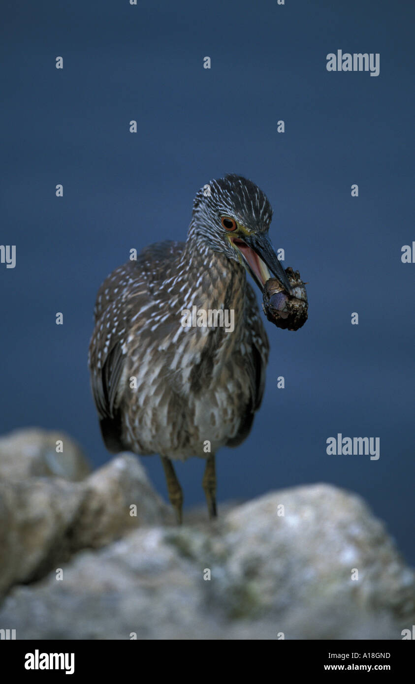 Sanibel Island FL An immature yellow crowned night heron Nyctanassa ...