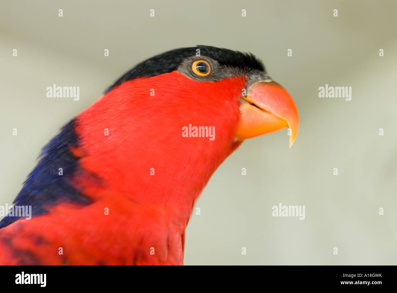 red blue black parakeet Parrot, head look looking portrait white plain ...