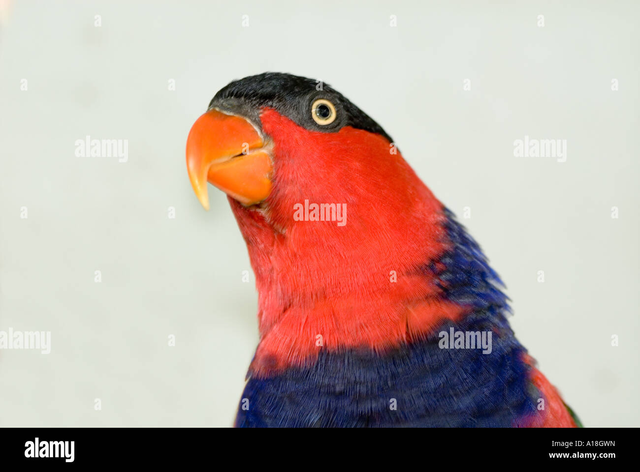 red blue black parakeet Parrot, head look looking portrait white plain ...