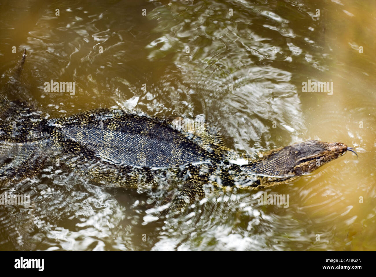 waran Malayan Water Monitor Lizard at rainforest forest of SUNGEI BULOH ...