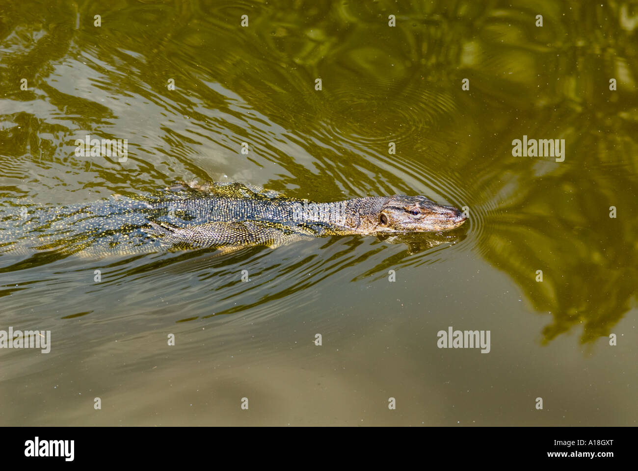 waran Malayan Water Monitor Lizard at rainforest forest of SUNGEI BULOH ...